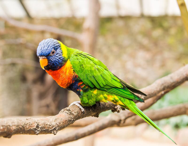 A Colorful Parrot Perched on a Tree Stock Image - Image of nature ...