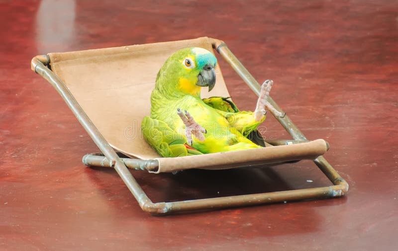 Colorful parrot. stock photo. Image of domestic, suntan - 46440022