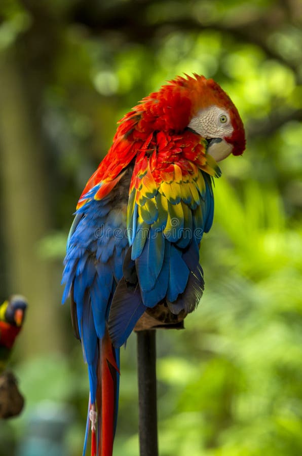 Colorful parrot stock photo. Image of wooden, feather - 84837948