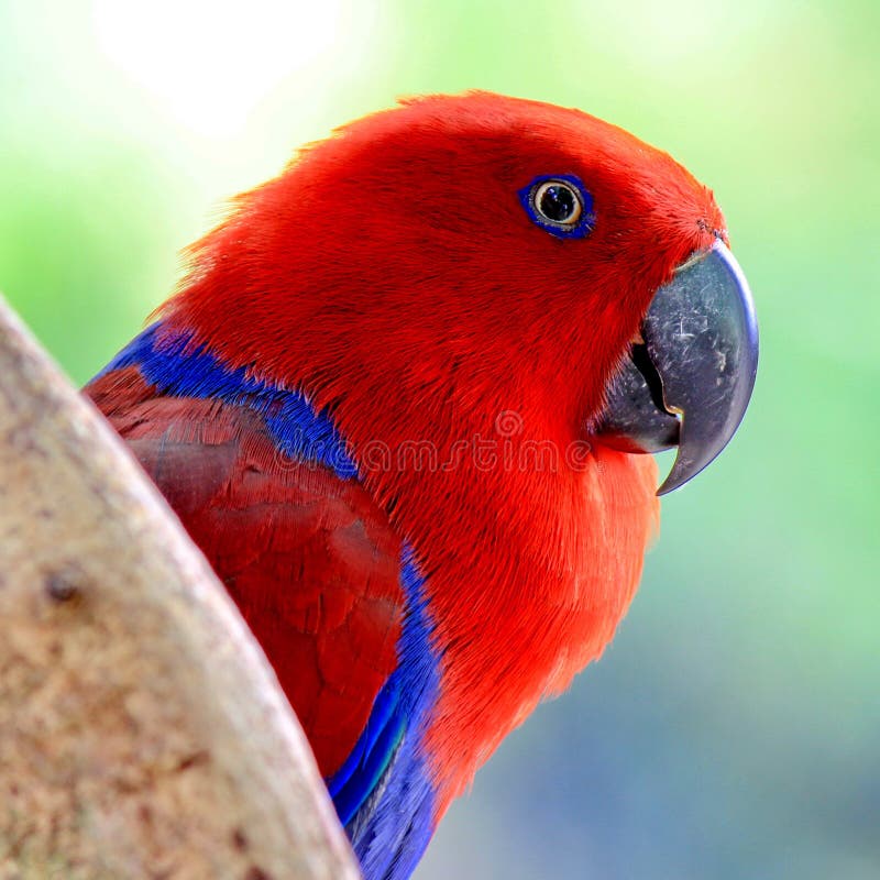 Colorful Parrot stock photo. Image of parrot, colour - 36726546