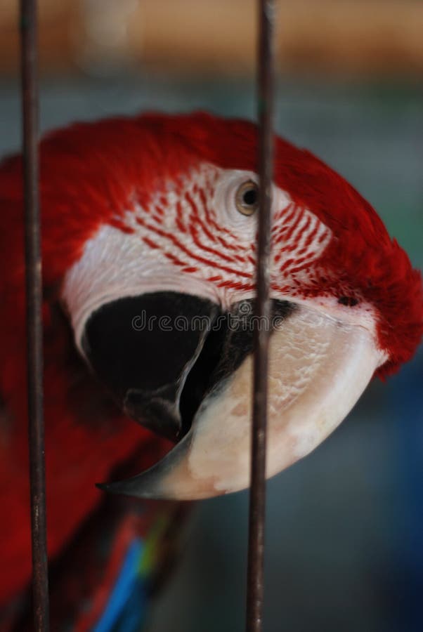 Colorful Parrot - Red Blue Orange Macaw at the Zoo Over Bars Stock ...