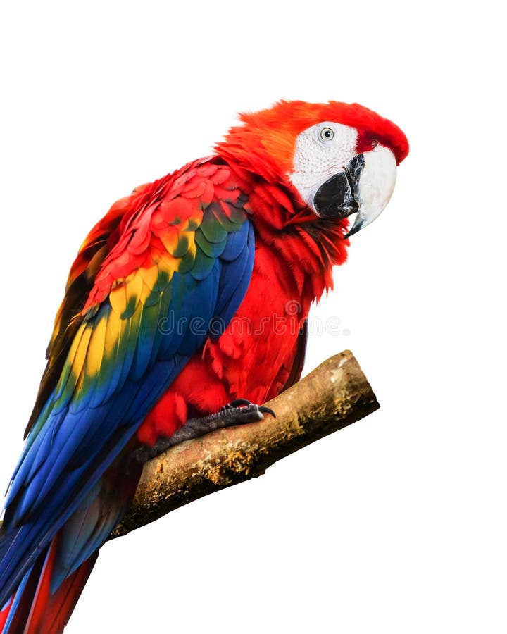 Colorful Parrot , Red Colored Bird Animal Isolated Stock Image - Image ...