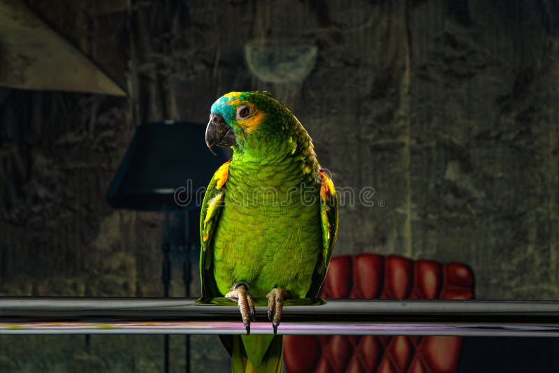 Colorful Parrot in Run Down Living Room Stock Image - Image of ...