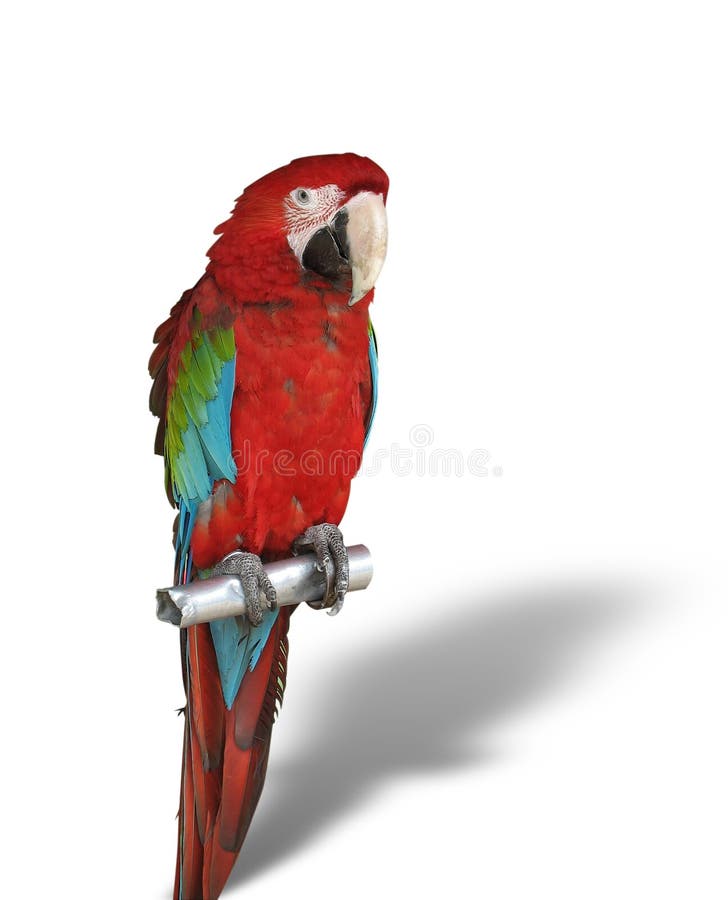 Parrot stock image. Image of parrot, spot, wildlife, grey - 25833843