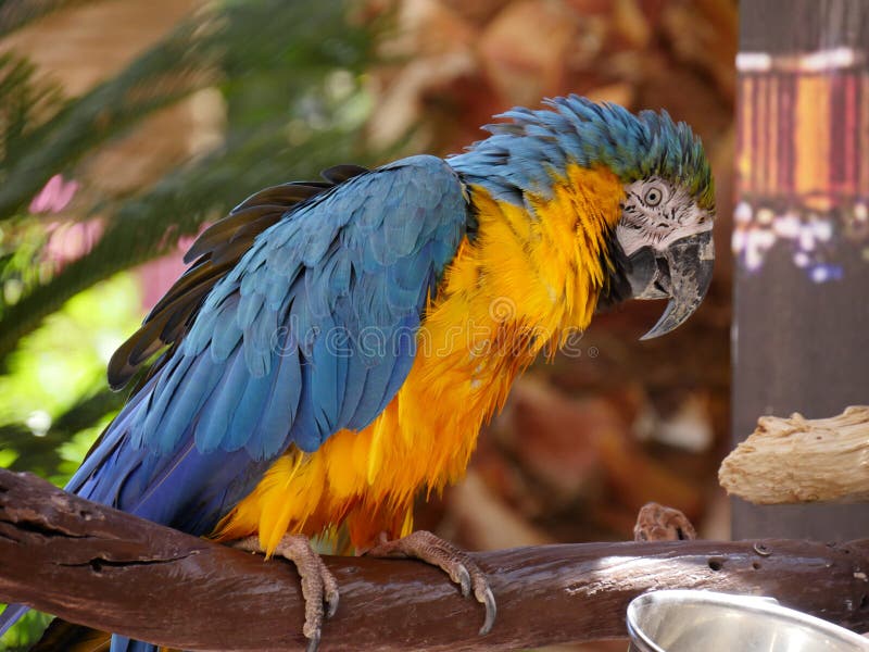 Colorful parrot stock image. Image of bright, birds - 153735565