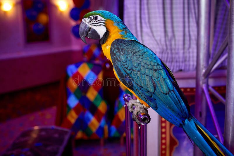 Colorful Parrot Side View, Indoors Stock Image - Image of bird, indoors ...