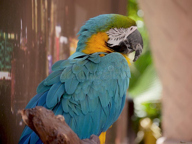 Red Blue Parrot Side View Stock Images - Download 280 Royalty Free Photos