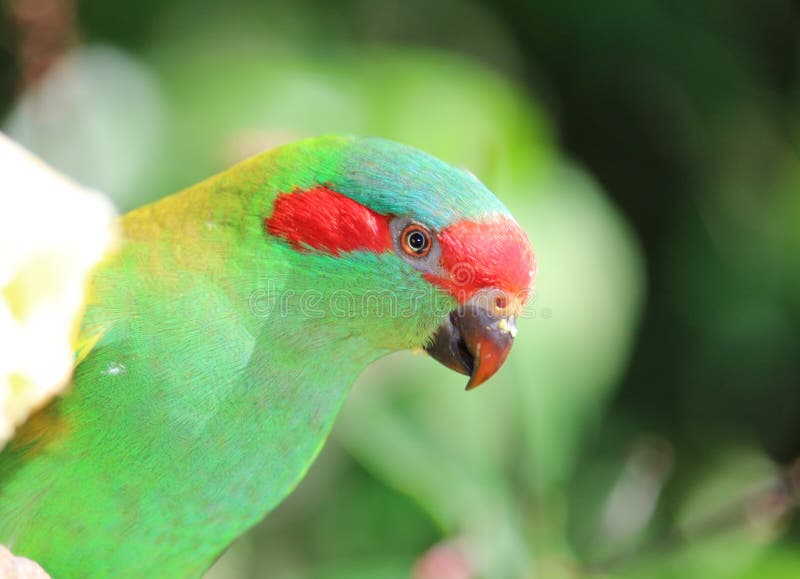 Colorful parrot stock photo. Image of exotic, biology - 107045810