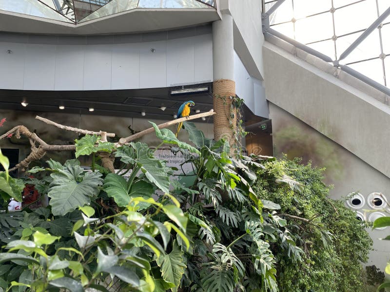 Colorful Parrot, Simulation of Rainforest in Pavilion, Dubai Stock ...
