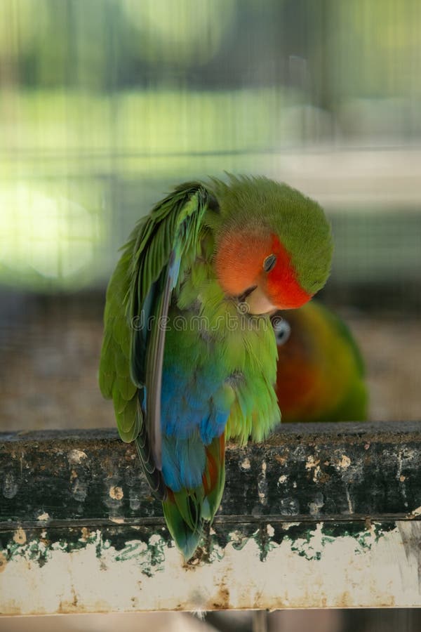 Colorful Parrot Sits on a Branch Stock Photo - Image of exotic, posing ...