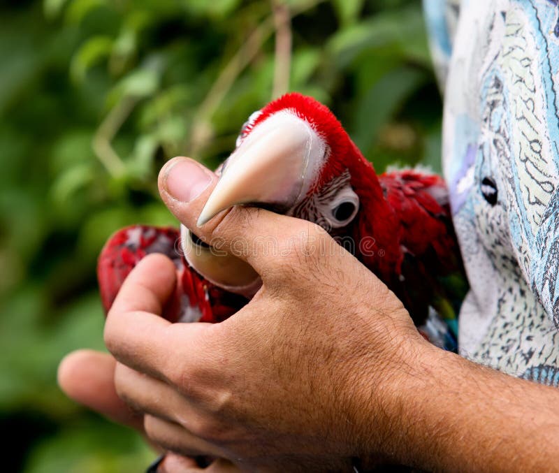 Colorful Parrot Sitting on Human Finger Stock Image - Image of nature ...