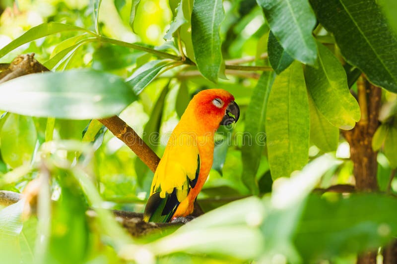 Colorful Parrot Sleeping in the Nature Forest. Stock Image - Image of ...