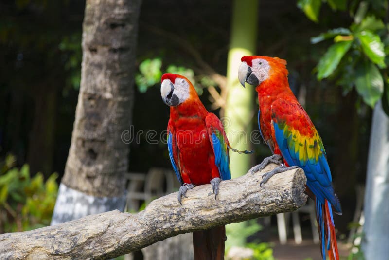 Colorful Parrot Stand on the Tree. Stock Photo - Image of lawn, leisure ...