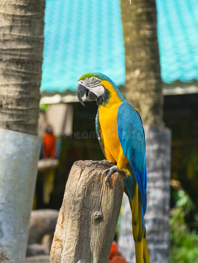 Colorful Parrot Stand on the Tree. Stock Photo - Image of editorial ...