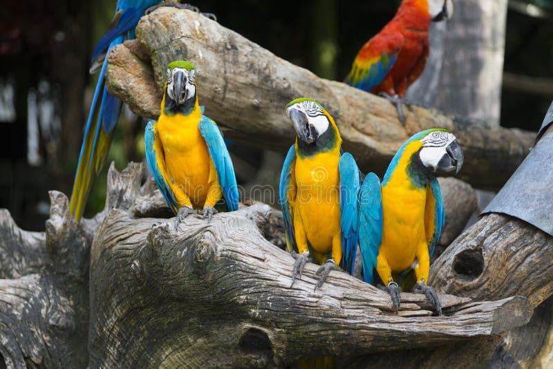 Colorful Parrot Stand on the Tree. Stock Image - Image of landscape ...