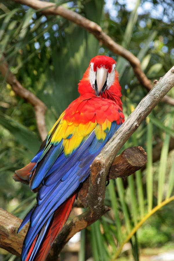 Colorful Parrot in Tree stock image. Image of coat, mate - 38007527