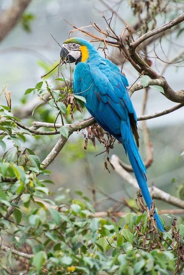 Colorful parrot stock image. Image of macaw, yellow, tropical - 31556323