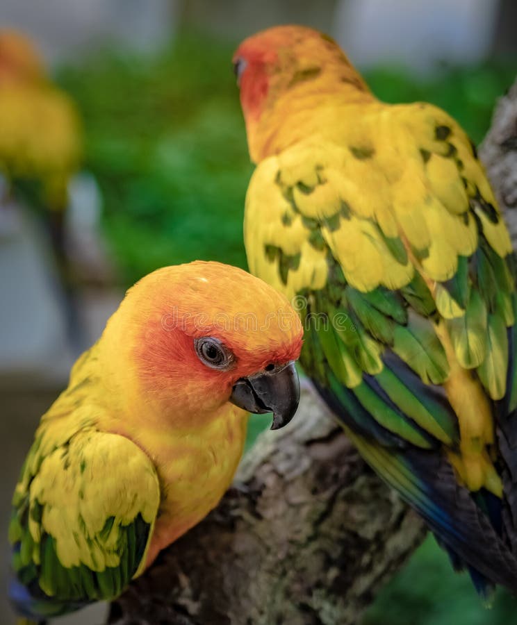 Colorful Parrot on Tree Branch Stock Image - Image of beautiful, macao ...
