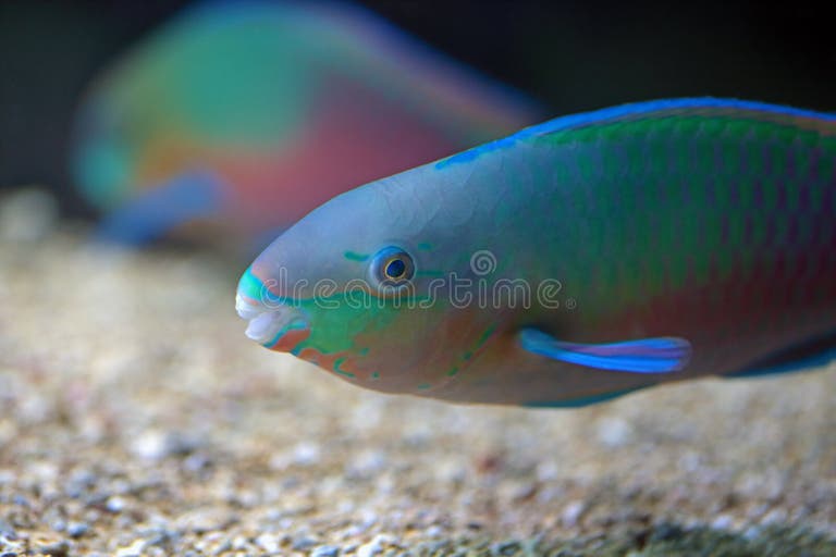 Colorful parrotfish stock photo. Image of fish, pollyfish - 42593228