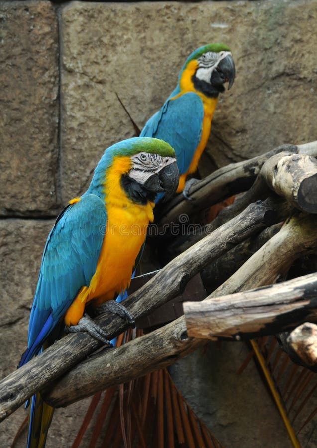 Colorful parrots stock image. Image of exotic, wildlife - 14958741