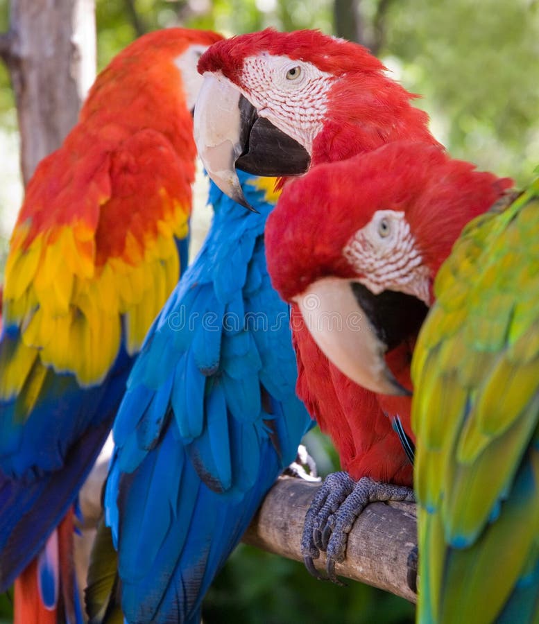 Colorful parrots stock photo. Image of parrot, colorful - 2170288