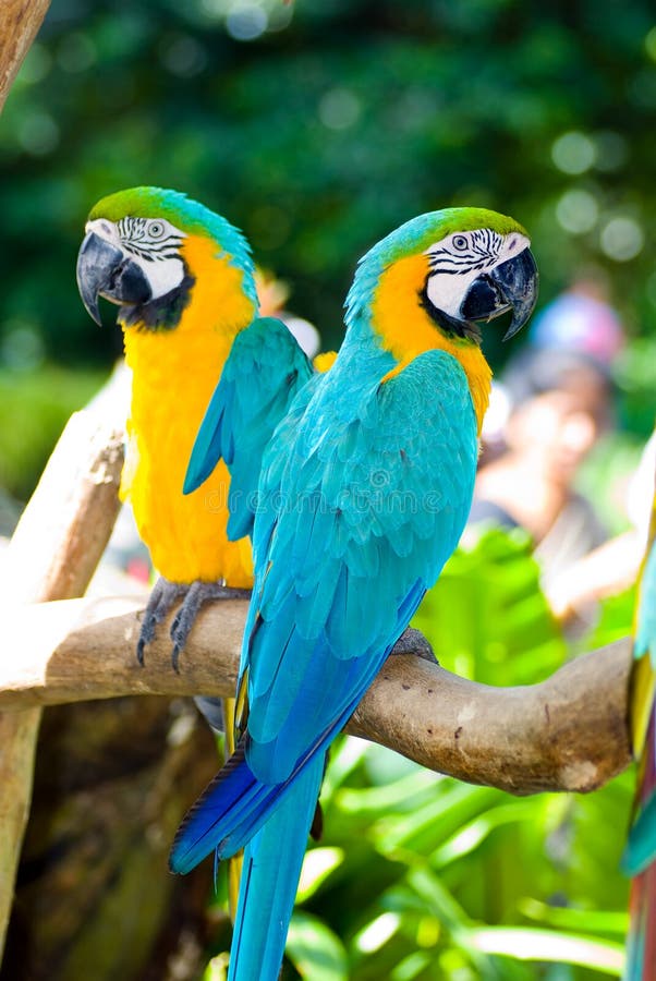 Colorful parrots stock image. Image of colorful, tree - 3880005