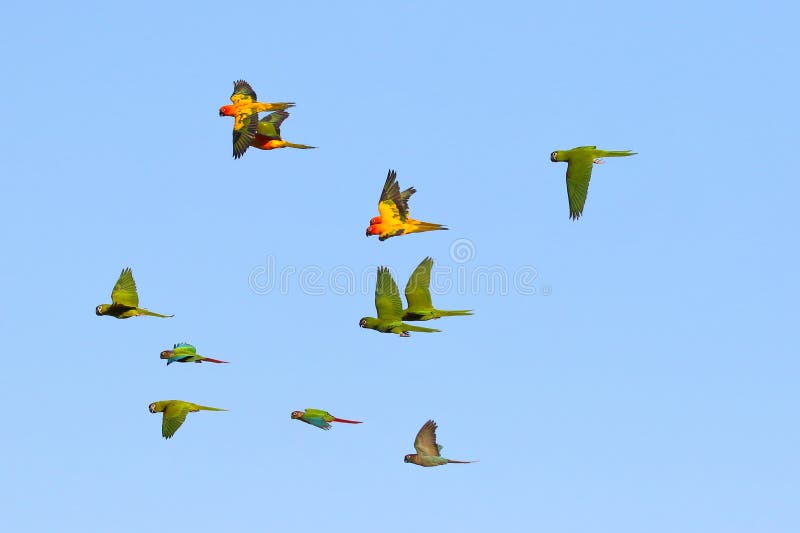 Colorful Parrots Flying in the Sky. Stock Photo - Image of park ...