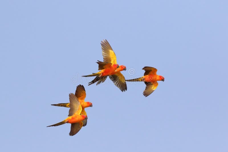 Colorful Parrots Flying in the Sky. Stock Photo - Image of blue, bird ...