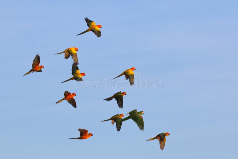 Colorful Parrots Flying in the Sky. Stock Image - Image of flight ...