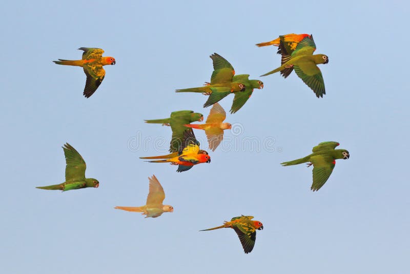Colorful Parrots Flying in the Sky. Stock Photo - Image of clouds ...