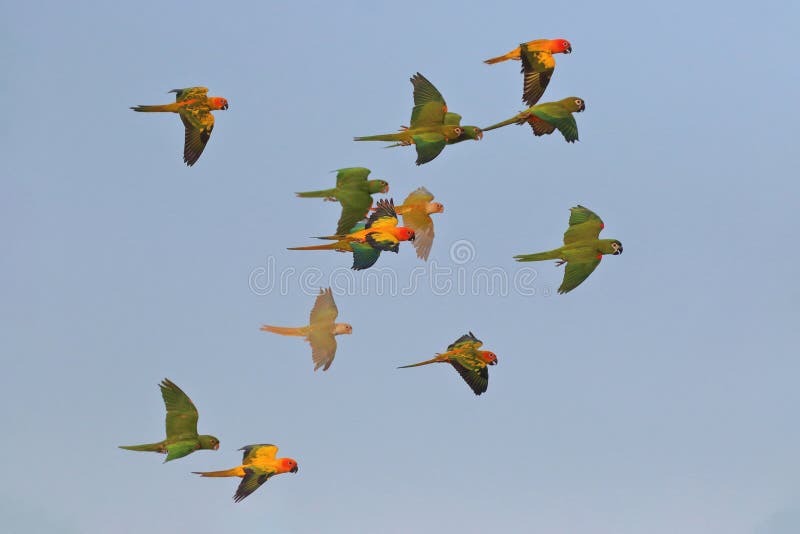 Colorful Parrots Flying in the Sky. Stock Image - Image of clouds ...