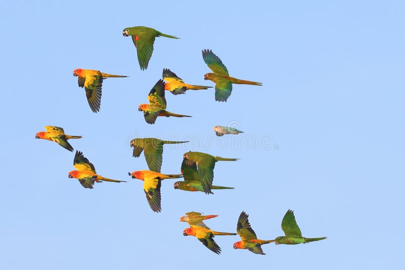 Colorful Parrots Flying in the Sky. Stock Photo - Image of undefined ...
