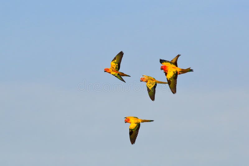 Colorful Parrots Flying in the Sky. Stock Photo - Image of feather ...