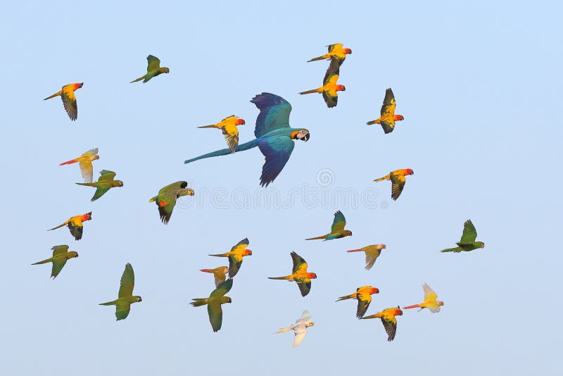 Colorful Parrots Flying in the Sky. Stock Photo - Image of animal ...