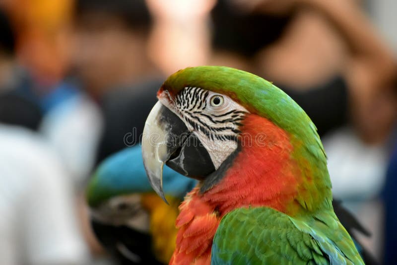 Colorful Parrots Head in the Zoo Stock Photo - Image of saturated ...
