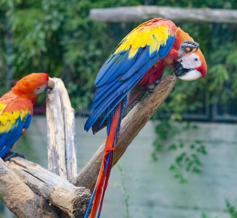 Colorful Parrots Macaws Sitting on Perch Stock Photo - Image of nature ...