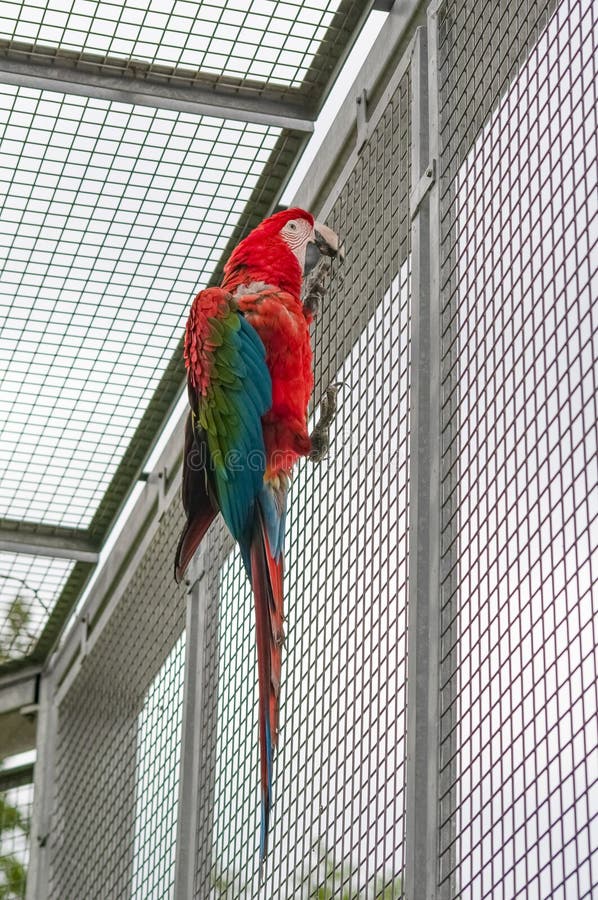 Colorful Parrots Macaws Sitting on Perch Stock Image - Image of talking ...