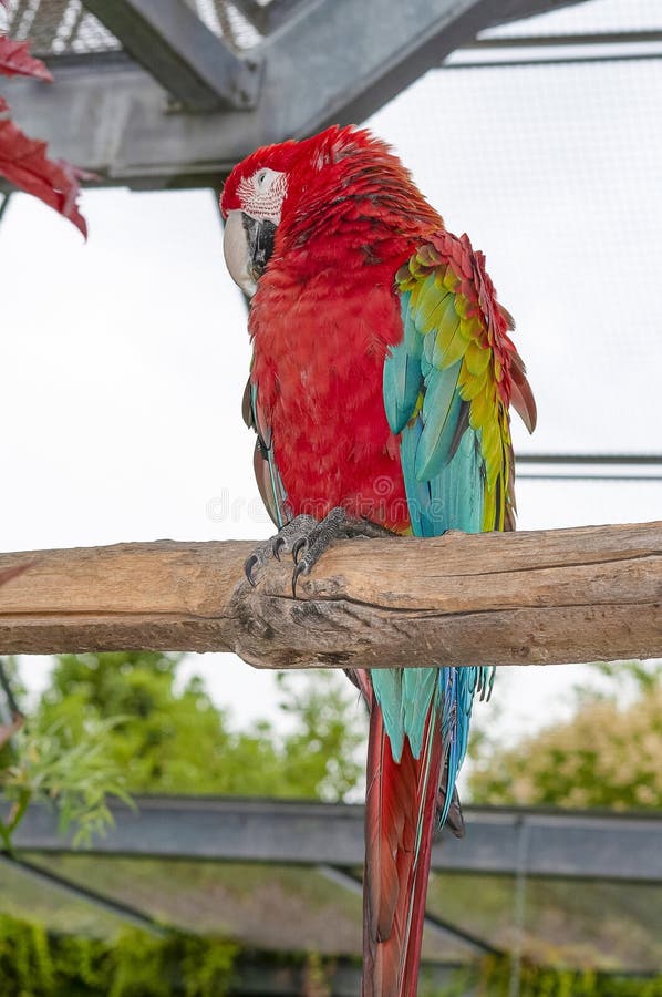 Colorful Parrots Macaws Sitting on Perch Stock Image - Image of macaw ...