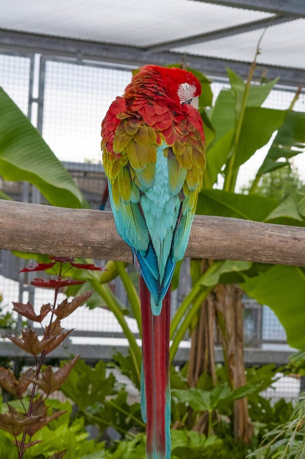 Colorful Parrots Macaws Sitting on Perch Stock Image - Image of blue ...