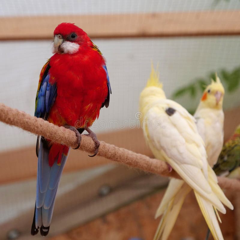 Colorful Parrots Sit on a Rope in the Aviary Stock Photo - Image of ...
