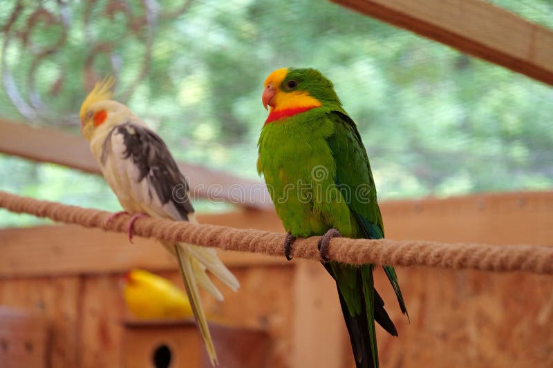 Colorful Parrots Sit on a Rope in an Aviary for Birds Stock Photo ...