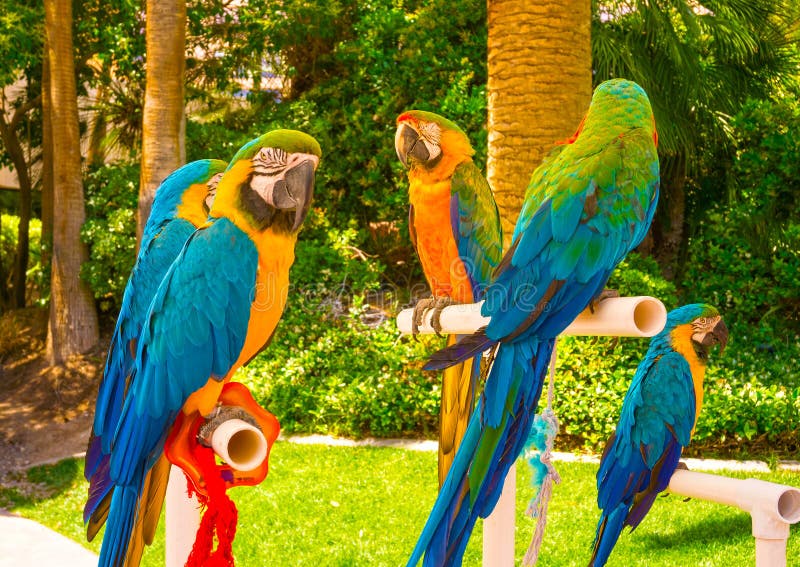 Colorful Parrots Sitting on a Perch, Colorful Parrots Perched Together ...