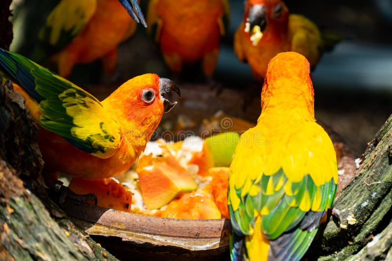 Colorful Parrots in the Wild Forest Stock Photo - Image of bird ...