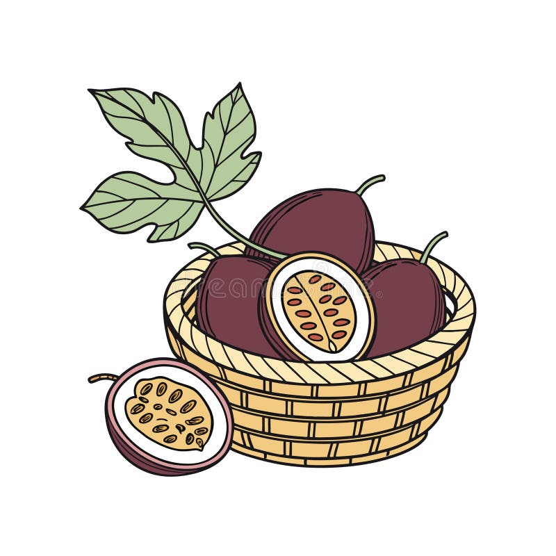 Passion Fruit in Basket with Leaf Drawing Stock Illustration ...
