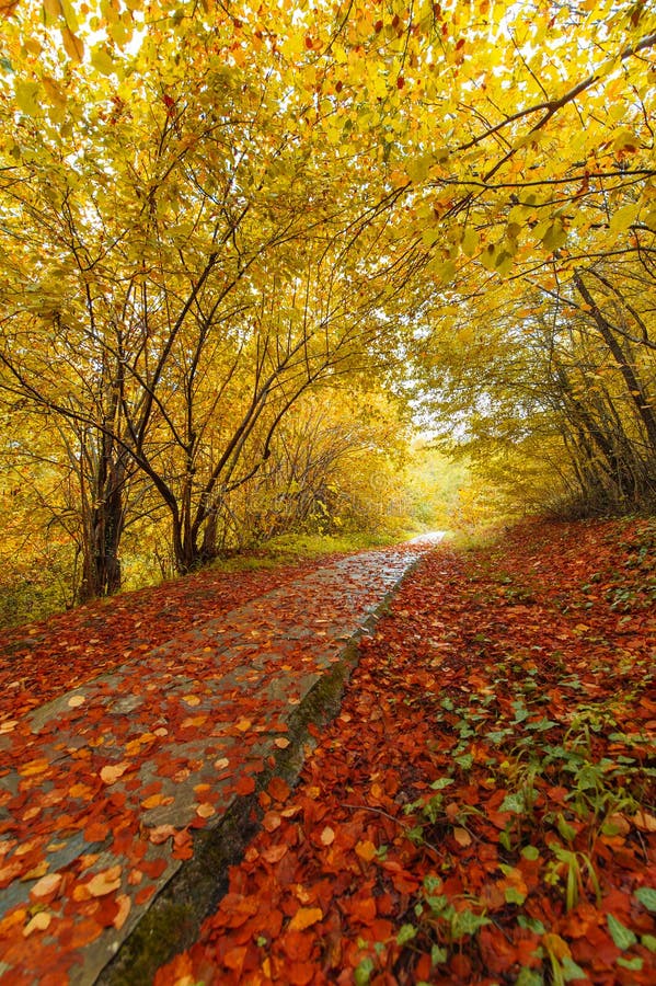 Colorful path stock image. Image of peace, autumn, orange - 35308445