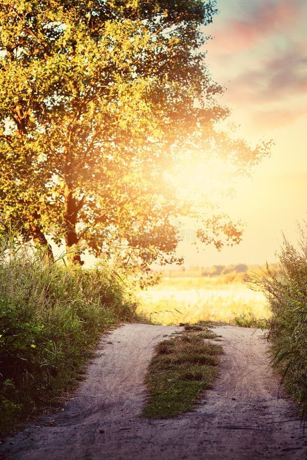 The Path on the Sunny Meadow Stock Image - Image of suburbs ...