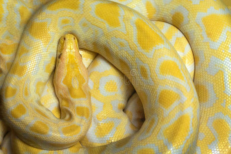 Golden Python stock photo. Image of danger, beauty, herpetology - 167403348
