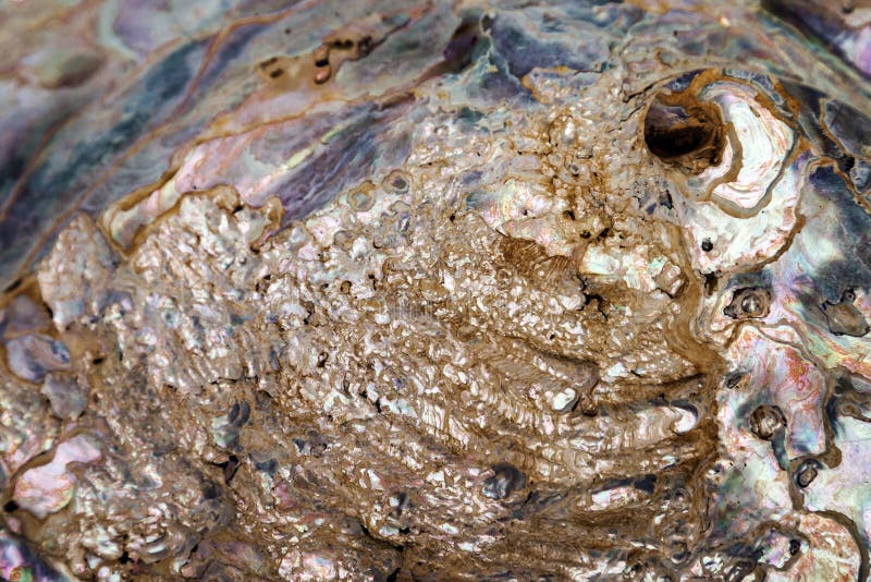 Close Up of Decaying Wood Log and Grass Stock Photo - Image of timber ...