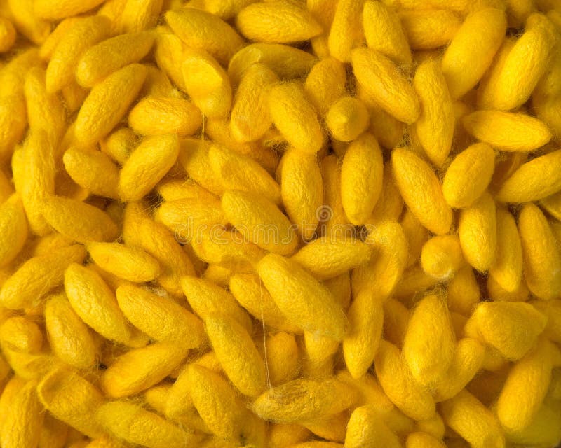 Colorful Patterned Surface of the Cocoon. Stock Photo - Image of ...