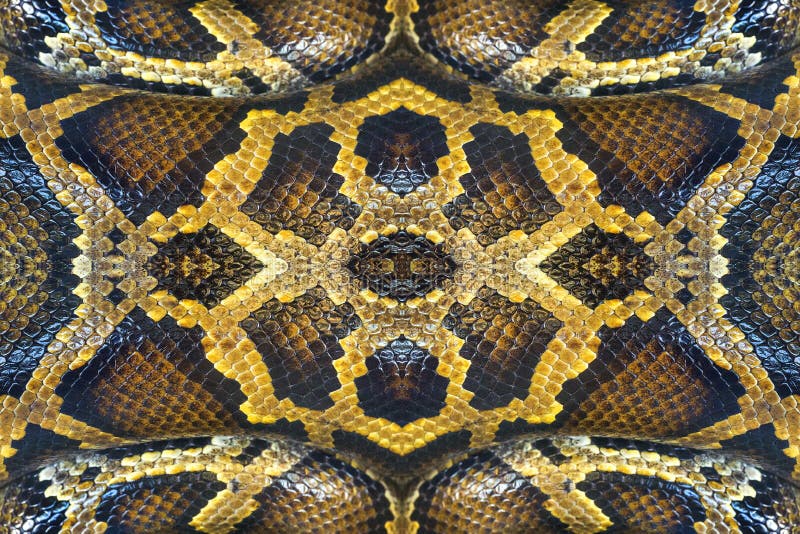 Texture skin of boa. stock image. Image of black, nature - 37489821